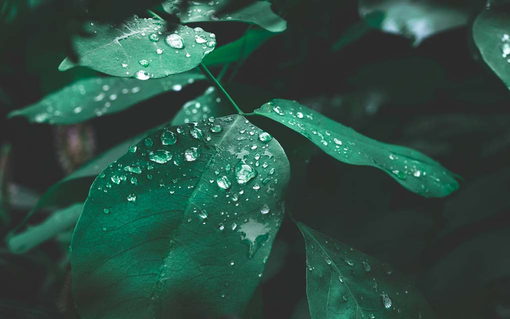 Nature Deficit Disorder’s Very Real Effects - Given Us