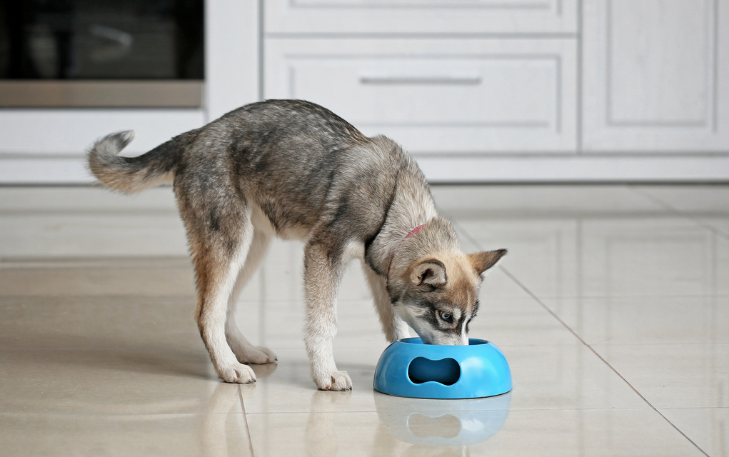 We Can All Relate To This Dramatic Husky - Given Us