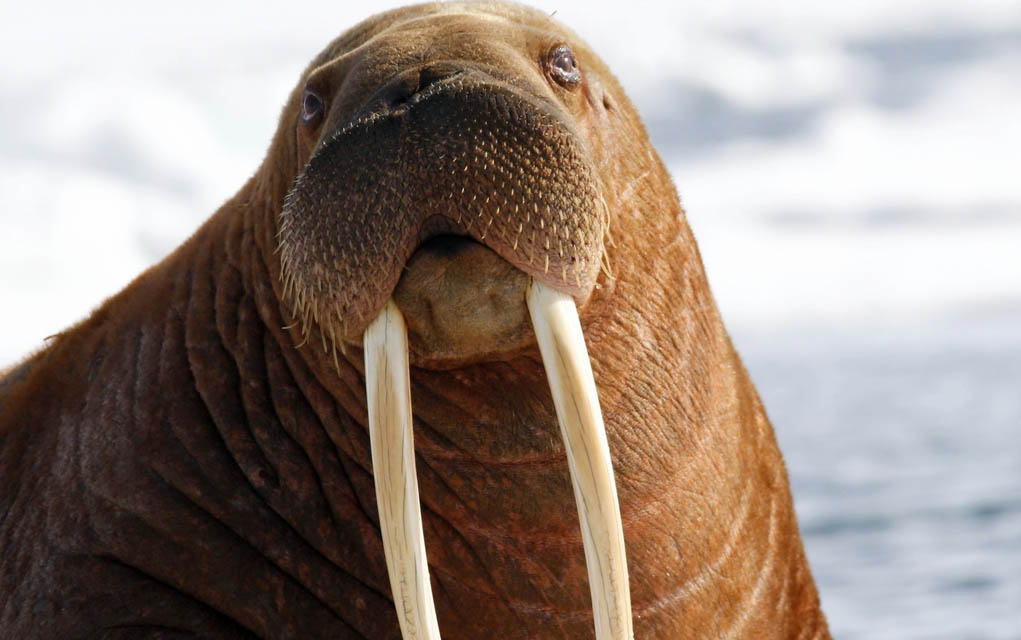 A Talented Walrus Shares a Special Trick - Given Us