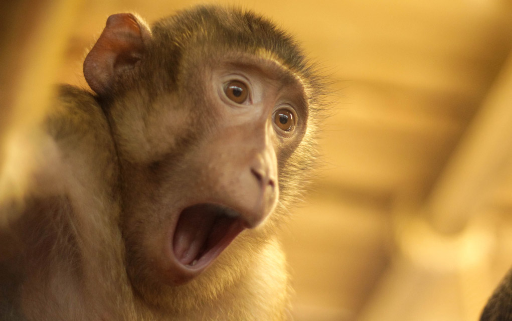 Watch This Monkey Realize Magic Is Real - Given Us