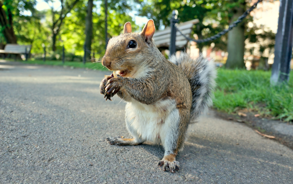 Stuck in a Squirrel-ly Situation - Given Us