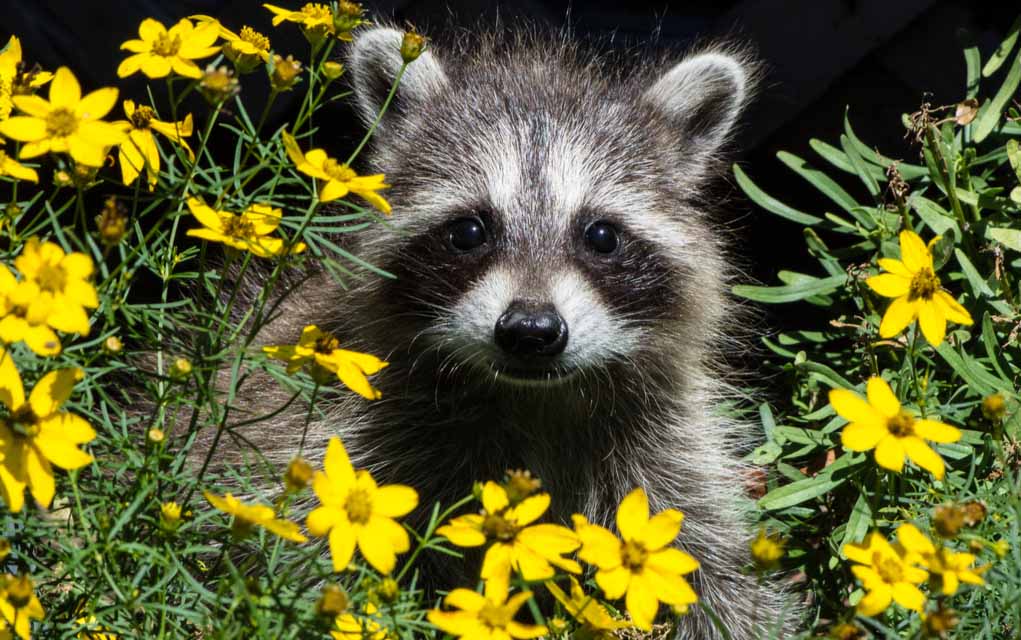 This Animal Has Secret Superpowers - Given Us