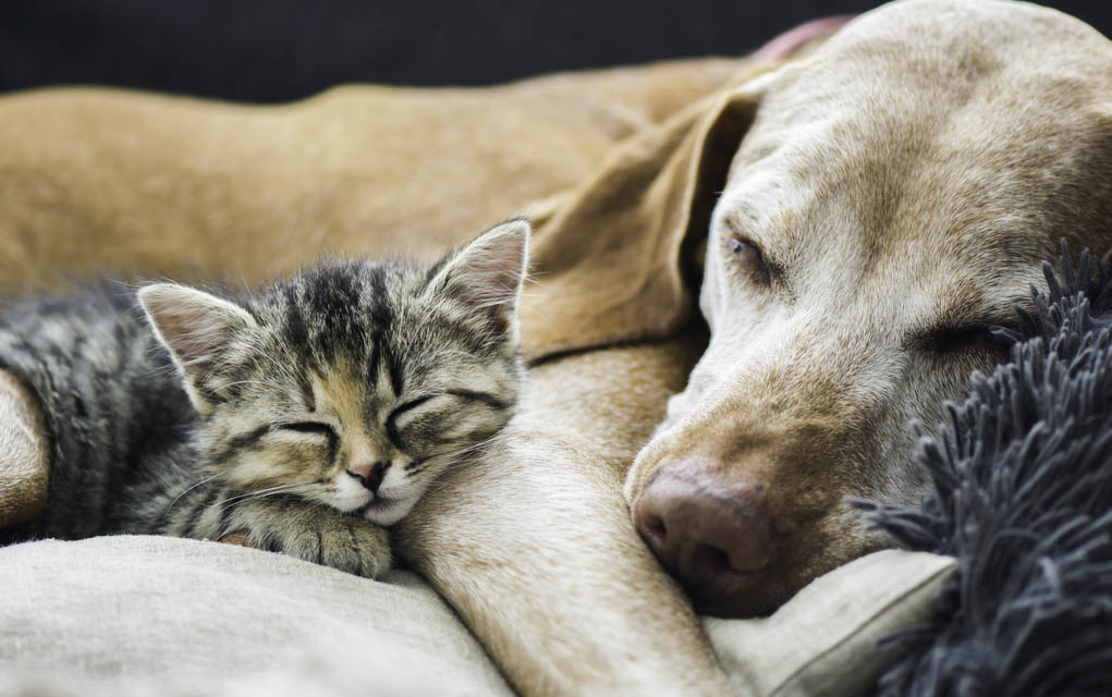 How to Help Animals During COVID-19 — and Why You Should - Given Us